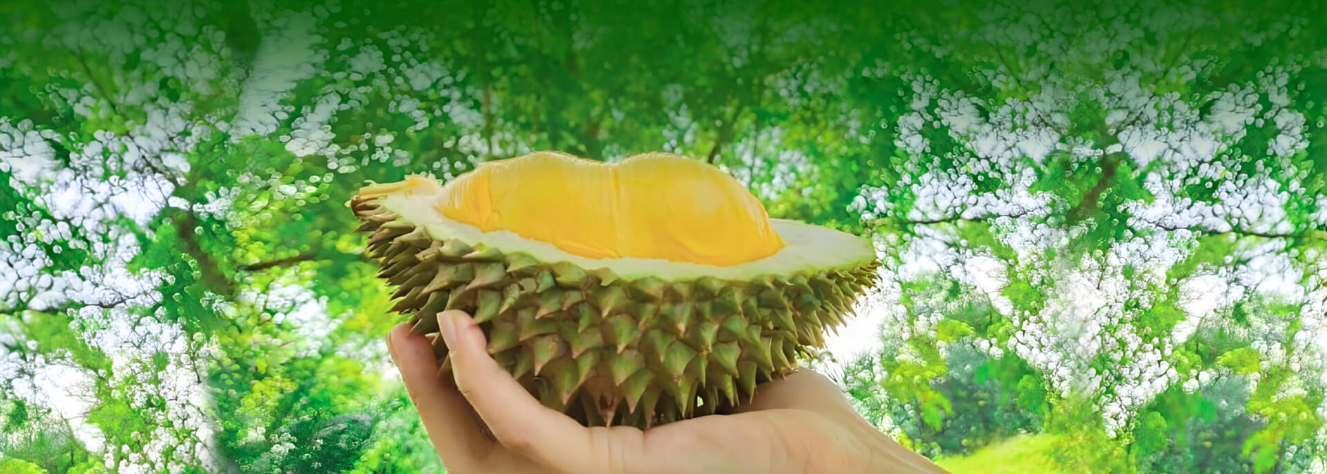Durian Flavour Package - The Orchard Resort and Spa