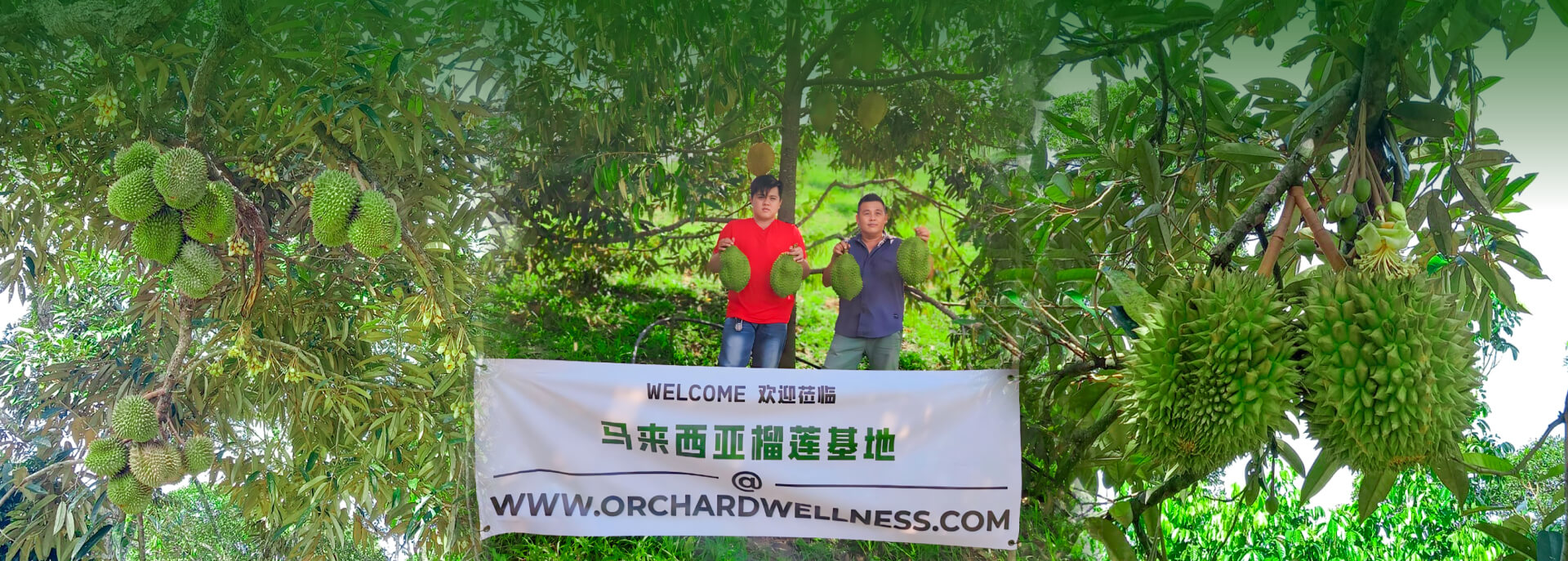 Durian Flavour Package - The Orchard Resort and Spa