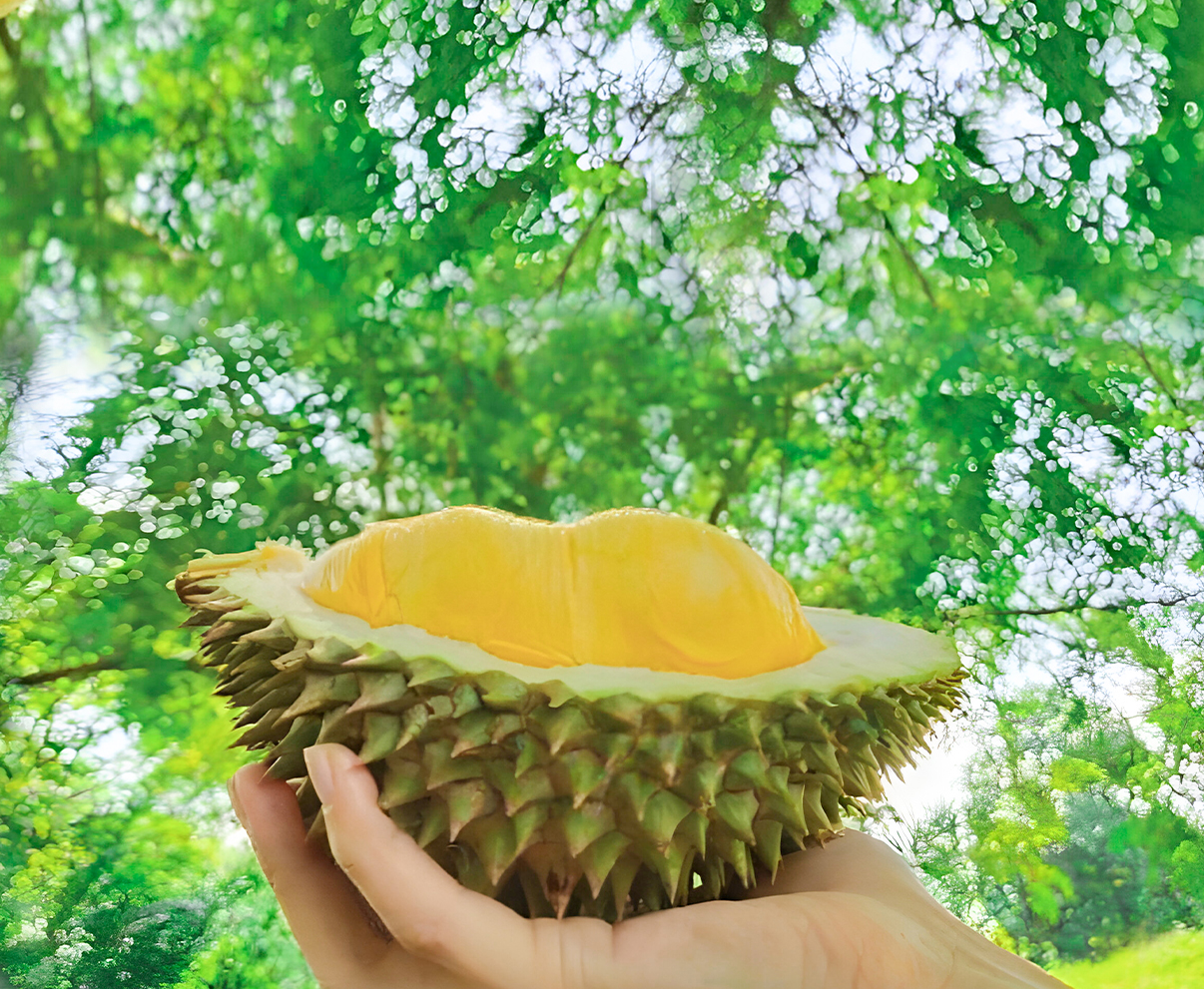 Durian Flavour Package - The Orchard Resort and Spa